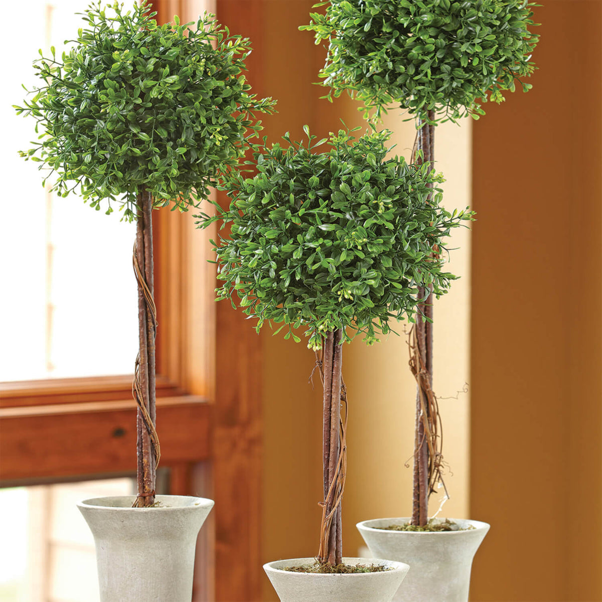BOXWOOD TOPIARY – Home by Zinnias